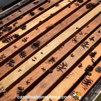 Formic Acid Treatment for Bees (How to Use) - Carolina Honeybees