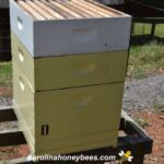 Formic Acid Treatment for Bees (How to Use) - Carolina Honeybees