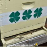 Formic Acid Treatment for Bees (How to Use) - Carolina Honeybees