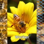 What Does a Honey Bee Look Like? - Carolina Honeybees