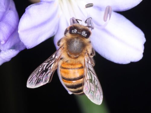 What Do Honey Bees Look Like? - Carolina Honeybees