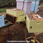 Beehive Management-Keeping Honey Bees - Carolina Honeybees