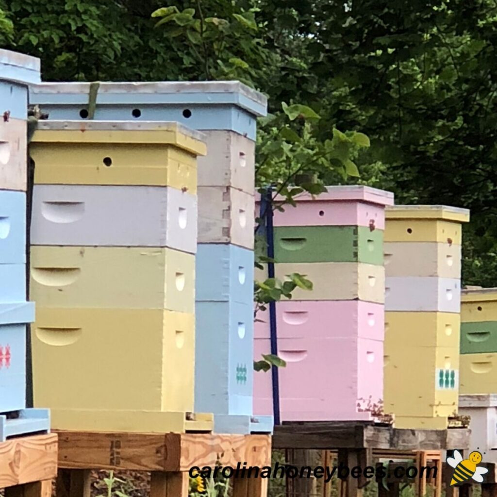 How to Build a Beehive of Your Own - Carolina Honeybees