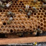 Interesting Facts About Queen Honey Bees- Carolina Honeybees