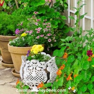 Bee Friendly Plants for Pots or Containers- Carolina Honeybees