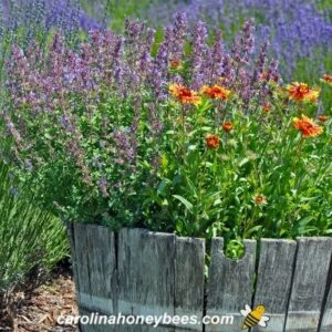 Bee Friendly Plants for Pots or Containers- Carolina Honeybees