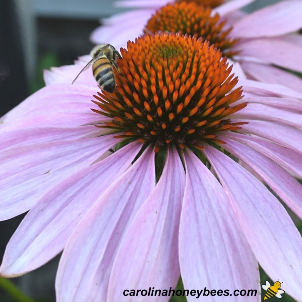 Best Flowering Bee Bush or Shrub Plants - Carolina Honeybees