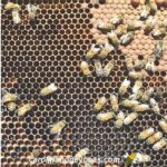 Comb Rotation: Replacing Old Brood Frames - Carolina Honeybees