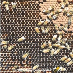 Comb Rotation: Replacing Old Brood Frames - Carolina Honeybees