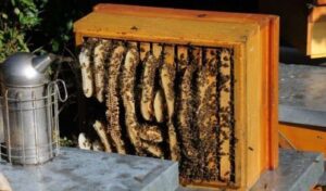 How to Build a Beehive of Your Own - Carolina Honeybees