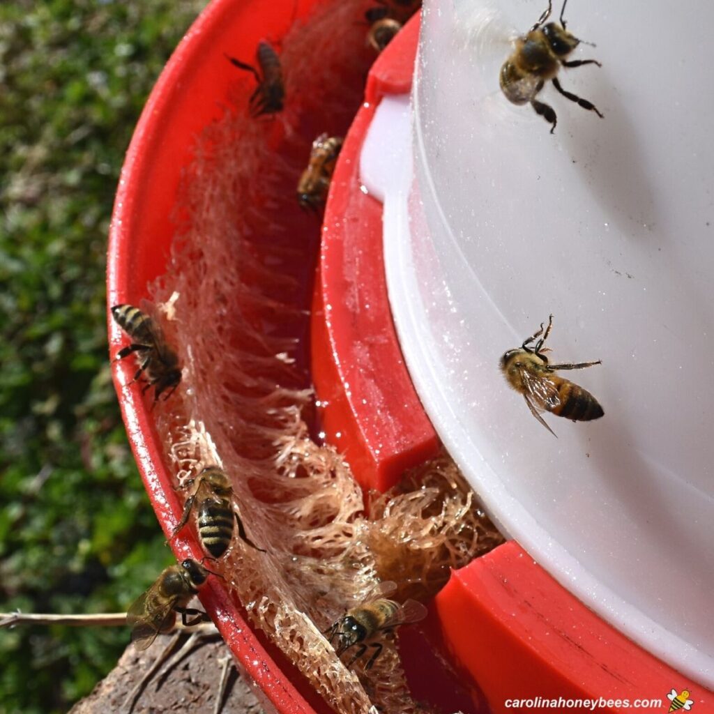 Honey Processing & Bottling Honey - Carolina Honeybees