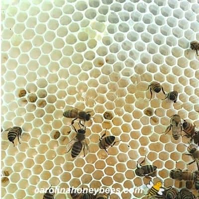 Comb Rotation: Replacing Old Brood Frames - Carolina Honeybees