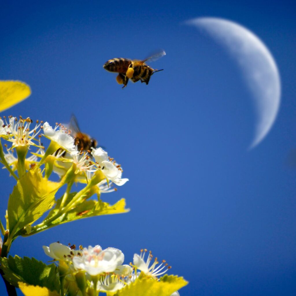 What are Best Types of Honey Bees? - Carolina Honeybees