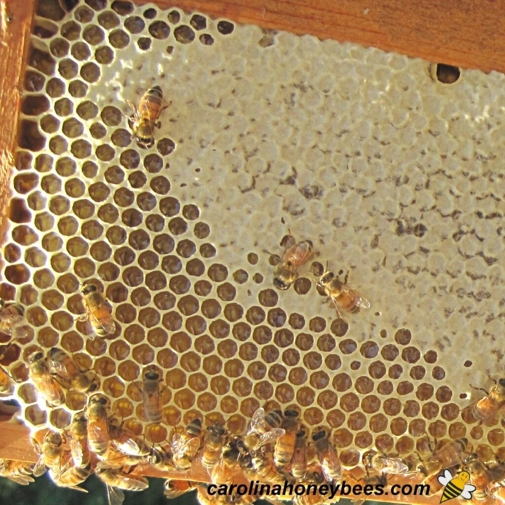 Robber Bees - How to Identify and Stop Them - Carolina Honeybees