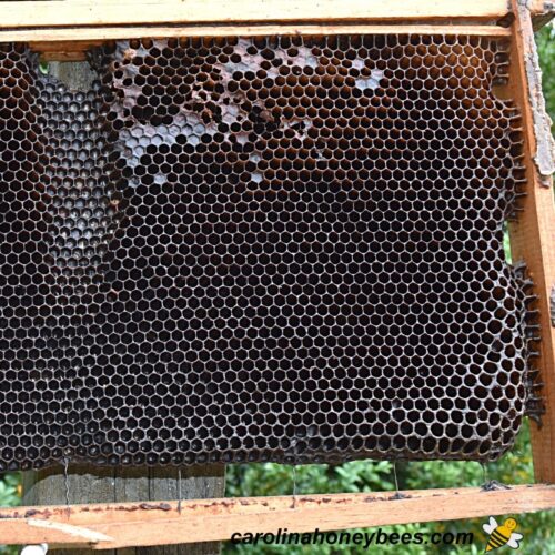 European Foulbrood - How Big a Problem? - Carolina Honeybees