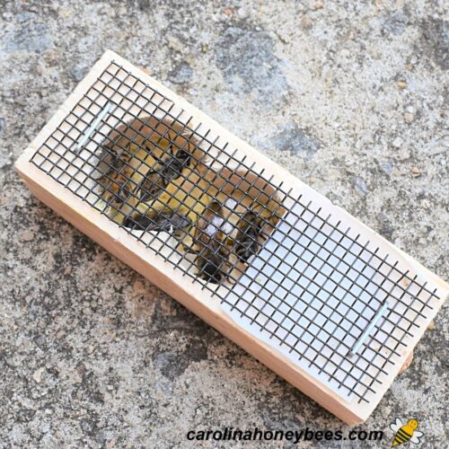 What to do with Queen Cells in Your Hive- Carolina Honeybees