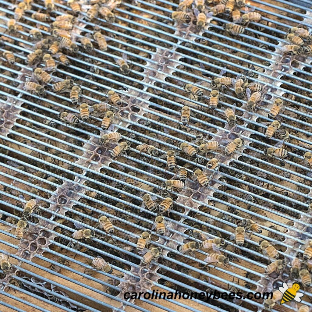 How to Split a Beehive-The Basics - Carolina Honeybees