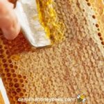 How to Extract Honey - Carolina Honeybees