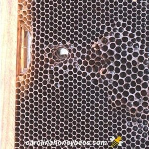 Comb Rotation: Replacing Old Brood Frames - Carolina Honeybees