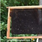 Comb Rotation: Replacing Old Brood Frames - Carolina Honeybees