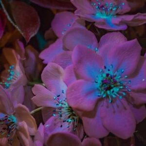 How Bees See Flowers in Vibrant Detail - Carolina Honeybees
