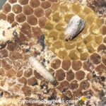 How to Get Rid of Wax Moths in Beehives - Carolina Honeybees
