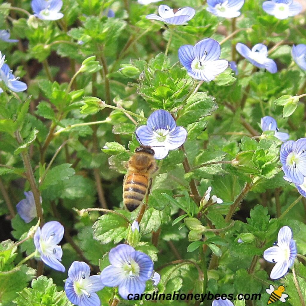 Gardening for Bees & Beauty- Carolina Honeybees
