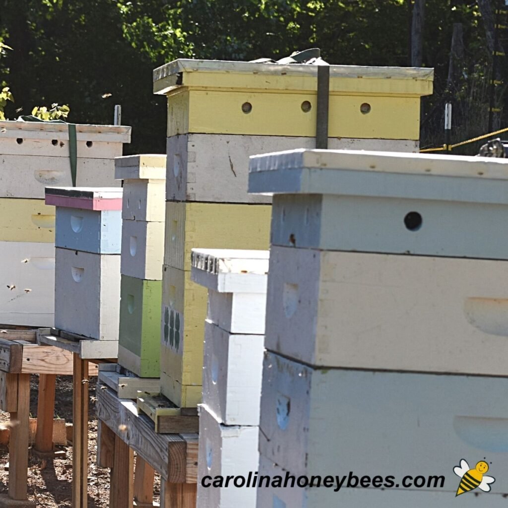 How to Build a Beehive of Your Own - Carolina Honeybees