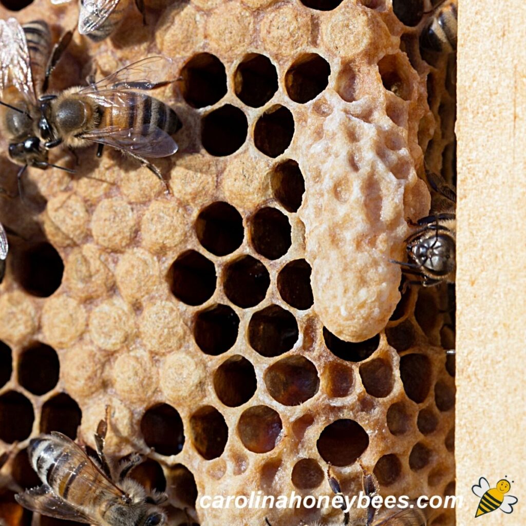 Beehive Plans to Build Your Own Hives - Carolina Honeybees
