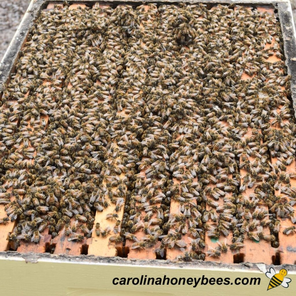 How to Requeen a Hive Successfully - Carolina Honeybees