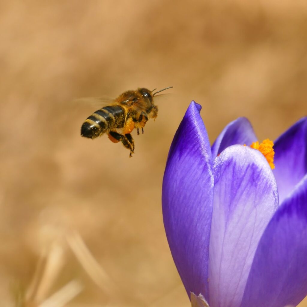 Robber Bees - How to Identify and Stop Them - Carolina Honeybees