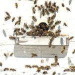 Honey Bee Orientation Flights vs Swarming - Carolina Honeybees