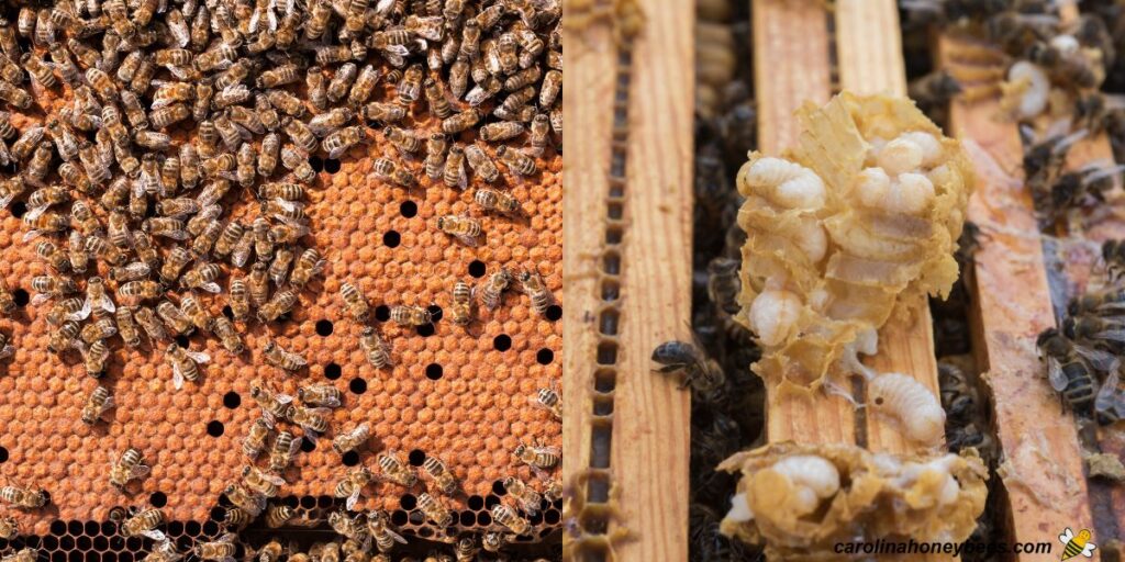 Beekeeping Terms Every New Beekeeper Should Know- Carolina Honeybees