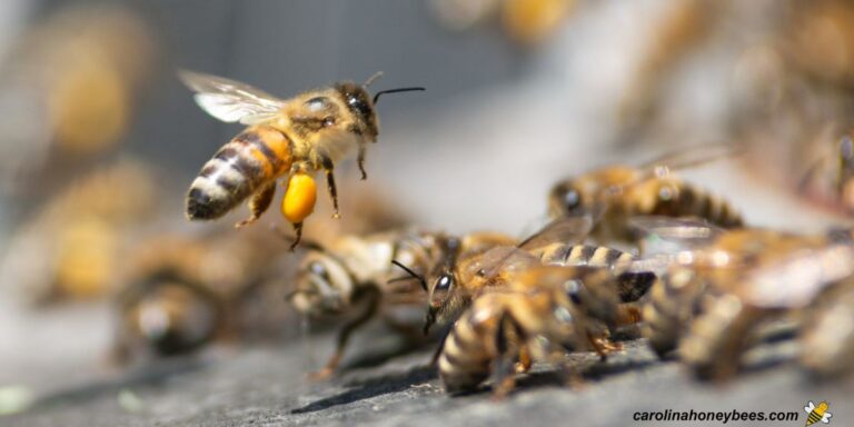 How to Buy Honey Bees: A Beginner’s Guide to Getting Started- Carolina ...