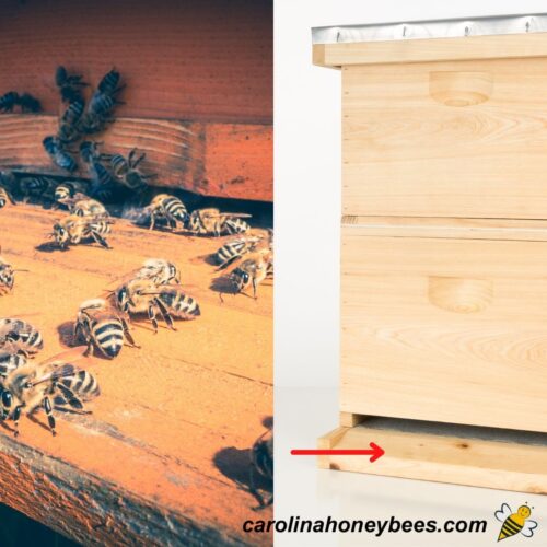 What Is A Beehive? Places Bees Live - Carolina Honeybees