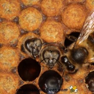 Baby Bees - Where are They? - Carolina Honeybees