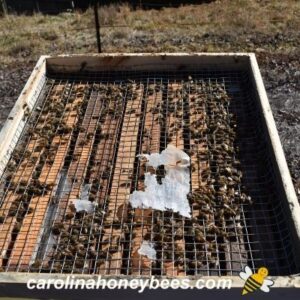 DIY Candy Board for Bees: No Cook- Carolina Honeybees