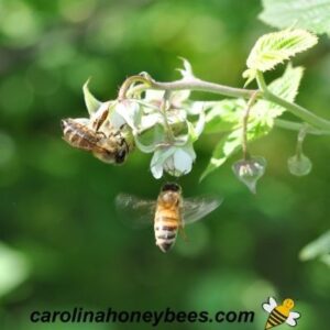 Best Flowering Bee Bush or Shrub Plants - Carolina Honeybees