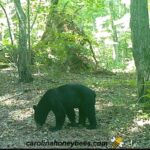 How to Build an Electric Bear Fence - Carolina Honeybees