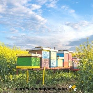 Robber Bees - How to Identify and Stop Them- Carolina Honeybees