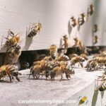 Beehive Ventilation: How to Vent Your Hive- Carolina Honeybees