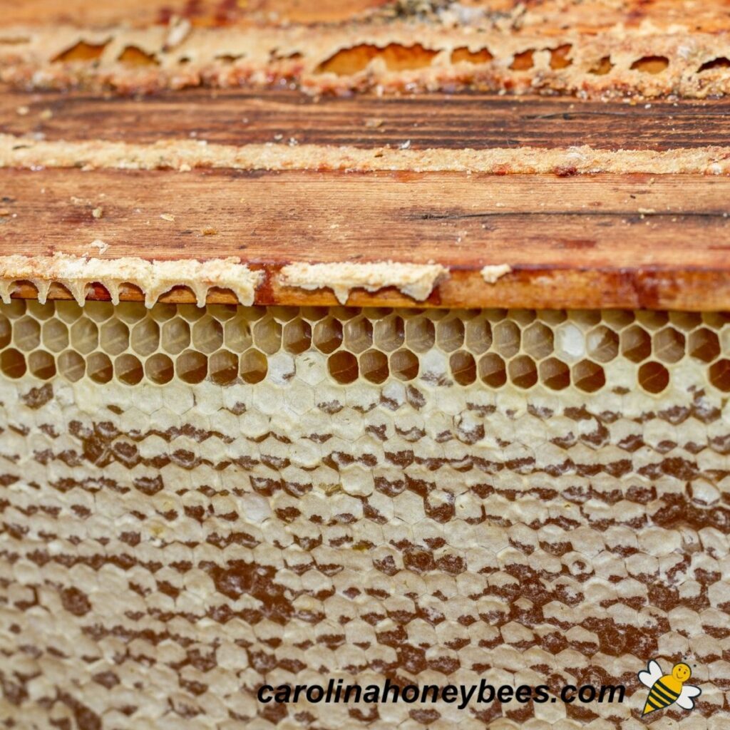 Best Way to Store Honey - Before and After Opening- Carolina Honeybees