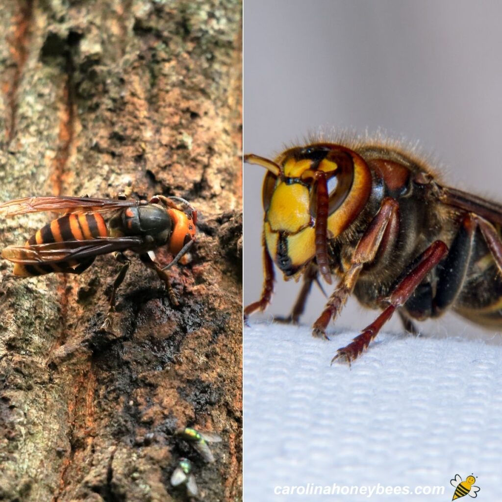 How to Attract a Swarm of Bees - Carolina Honeybees