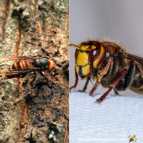 What are Best Types of Honey Bees? - Carolina Honeybees