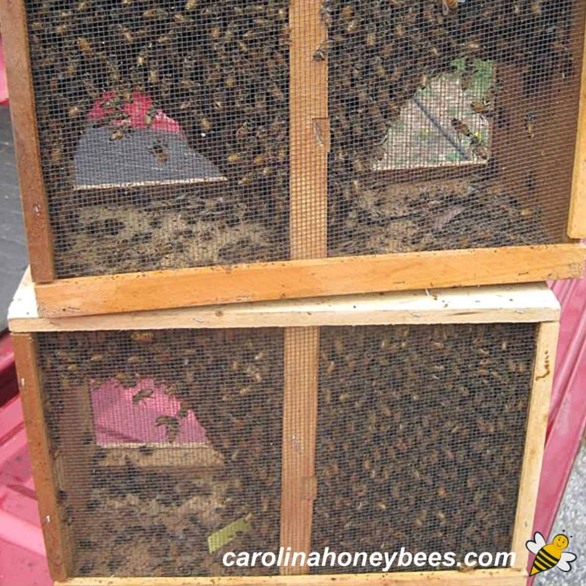 What are Best Types of Honey Bees? - Carolina Honeybees