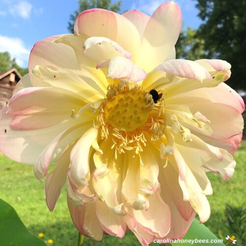 How to Design a Rain Garden for Bees - Carolina Honeybees