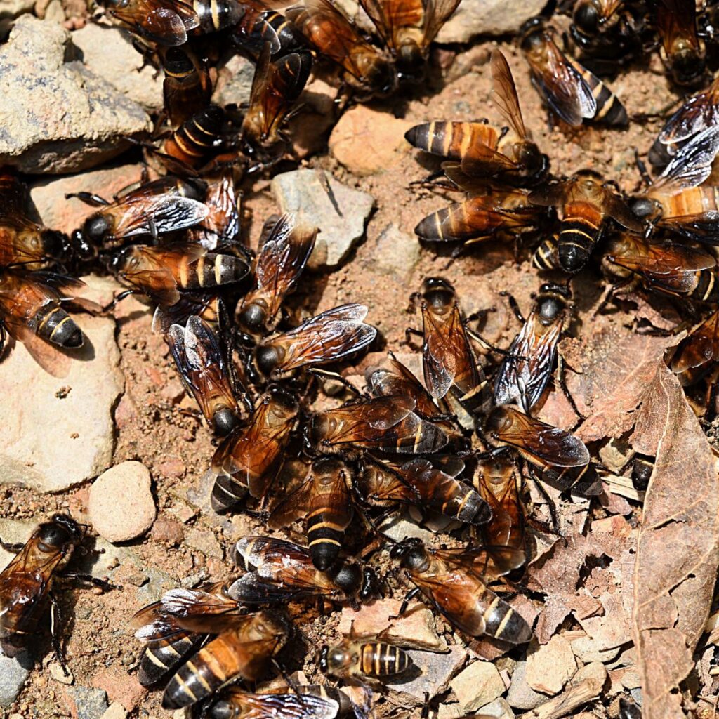 Feeding Bees Sugar Water- A Complete Guide - Carolina Honeybees