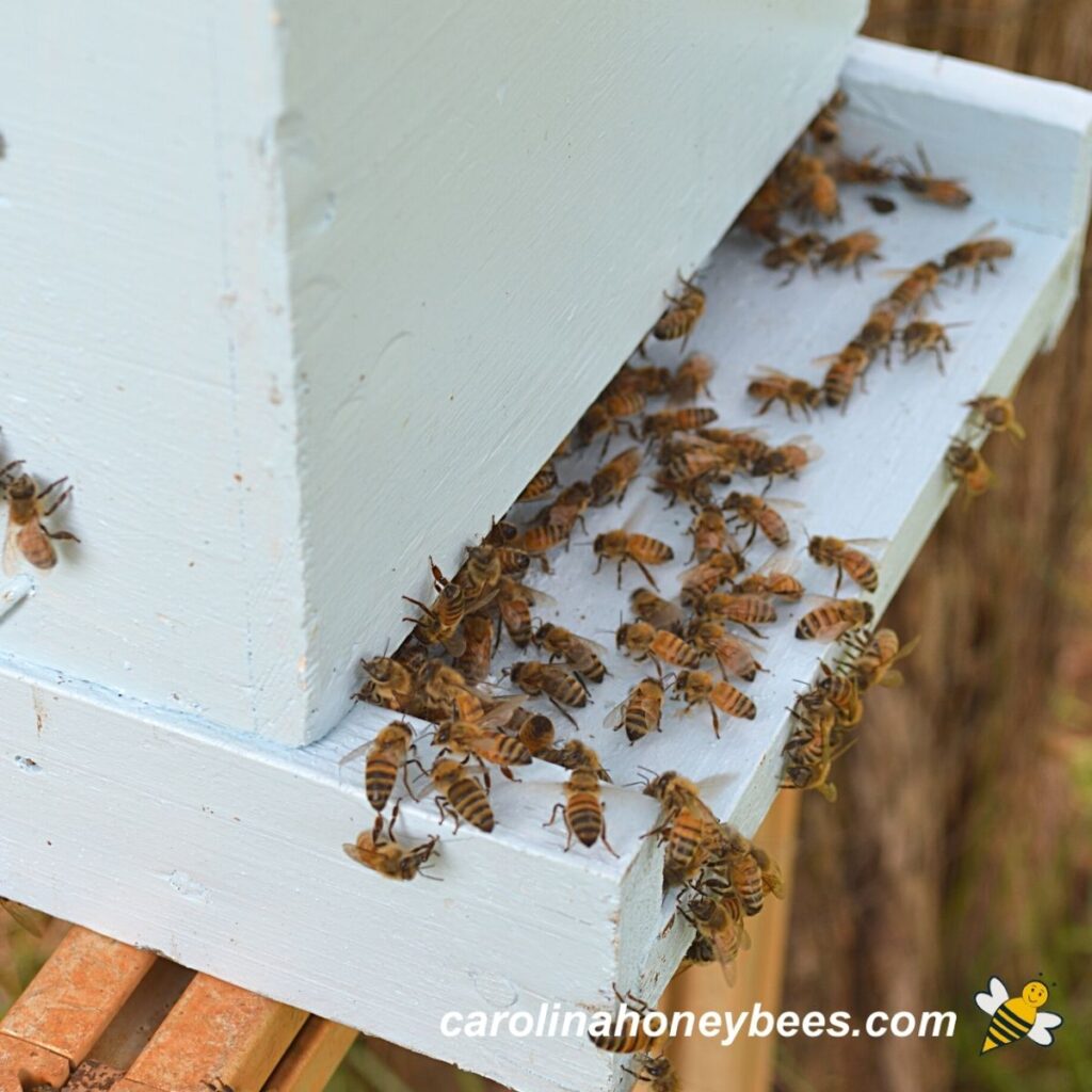How to Buy Bees for Your Hive - Carolina Honeybees