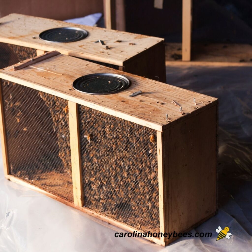 Beekeeping Blog - Carolina Honeybees