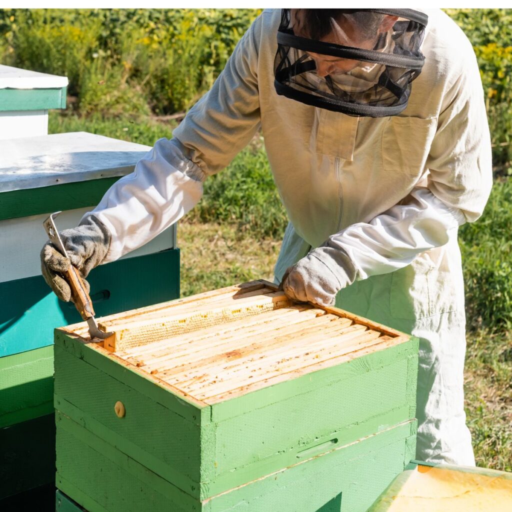 How to Move a Beehive {Without Losing Bees} - Carolina Honeybees